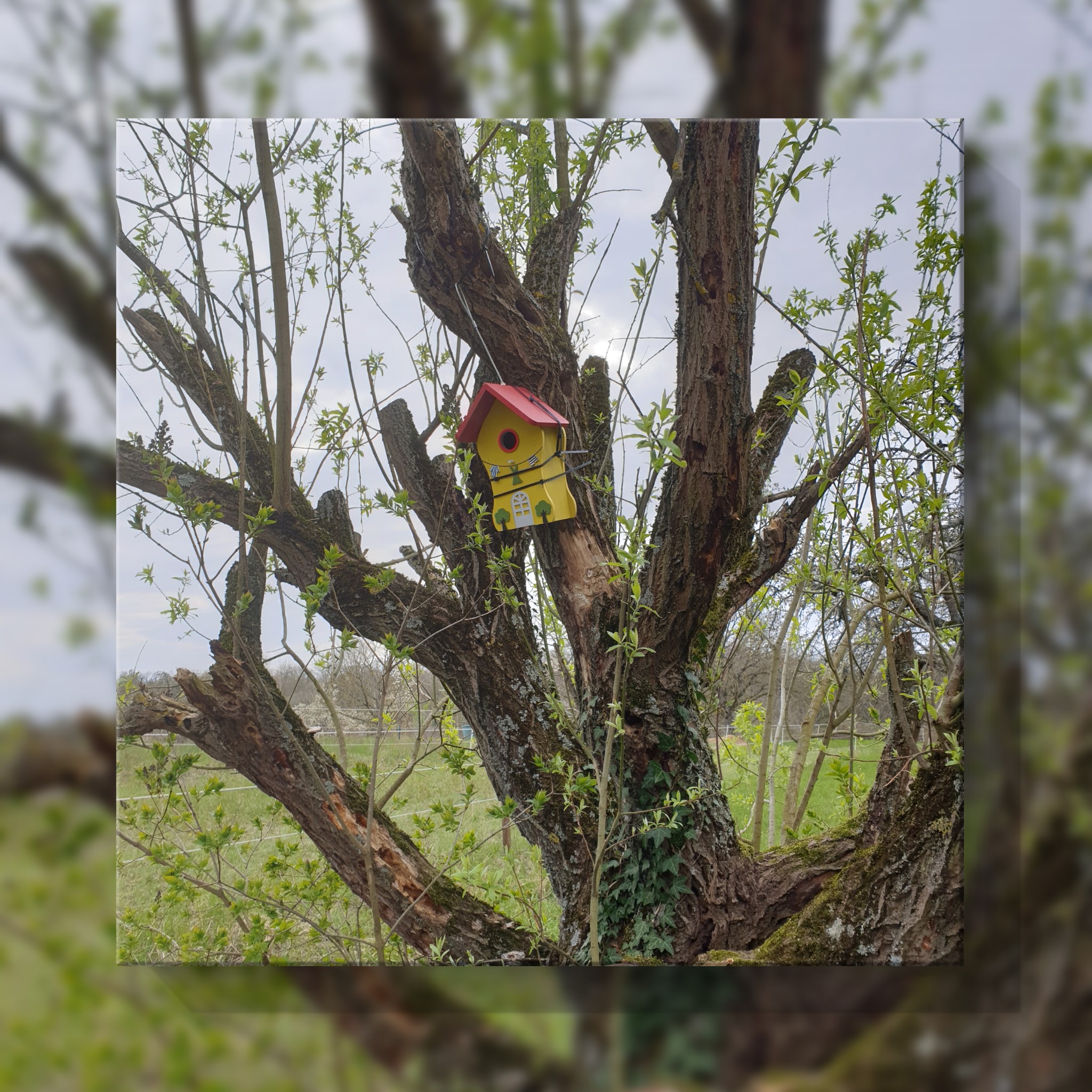 Saft-Seggl - Startseite